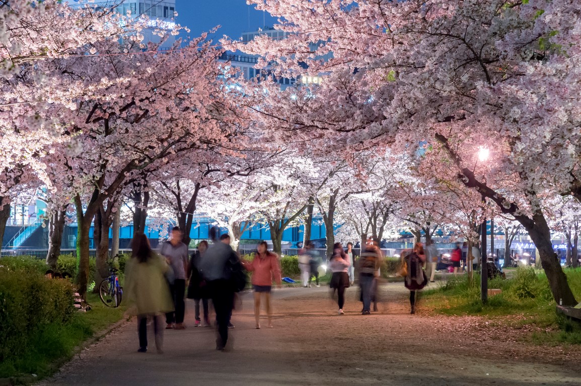 When will cherry blossoms bloom in Osaka in 2025?
