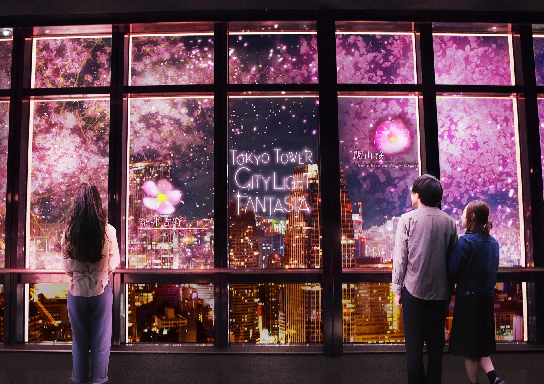 Tokyo Tower to be enveloped in cherry blossom light show this spring