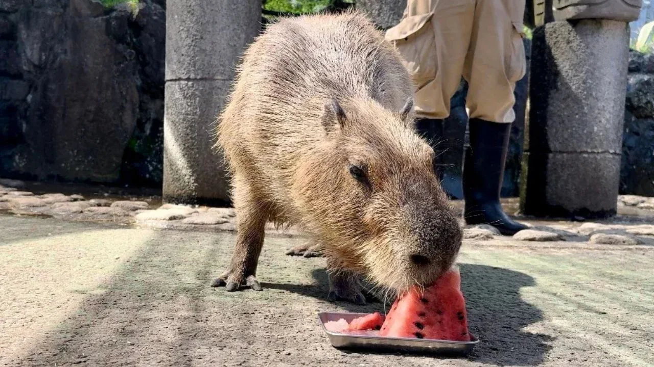Japan to hold 10th annual Capybara watermelon eating contest
