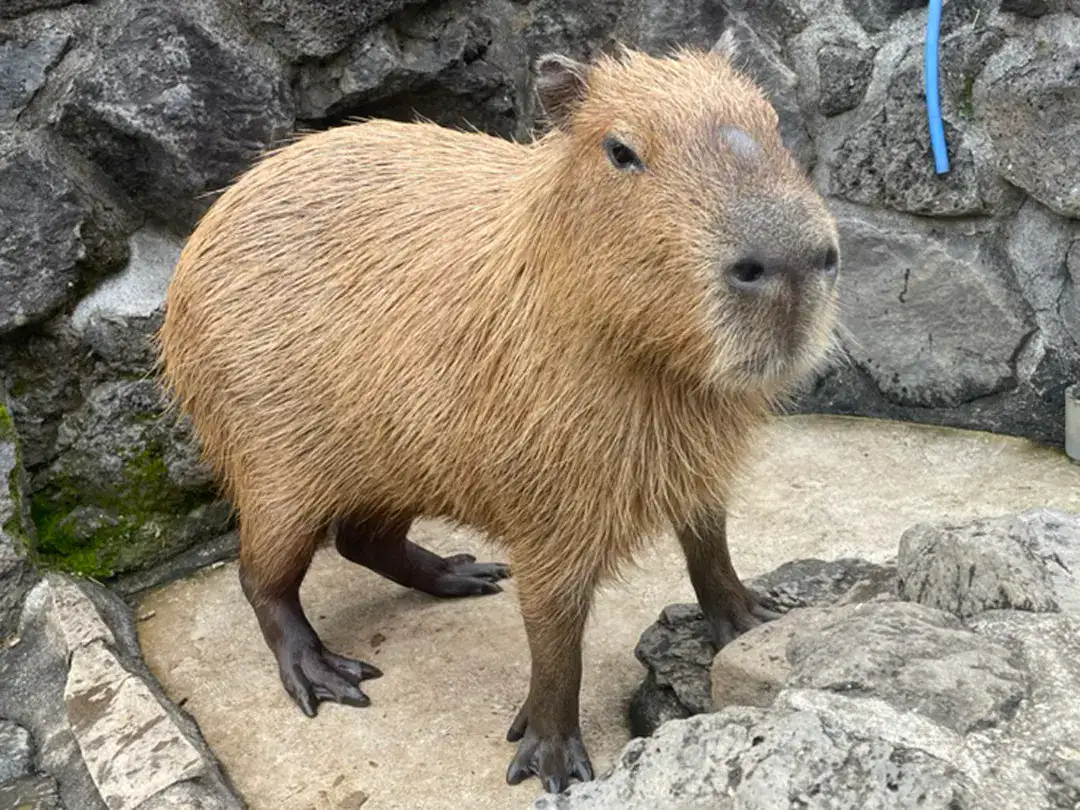 Japan to hold 10th annual Capybara watermelon eating contest