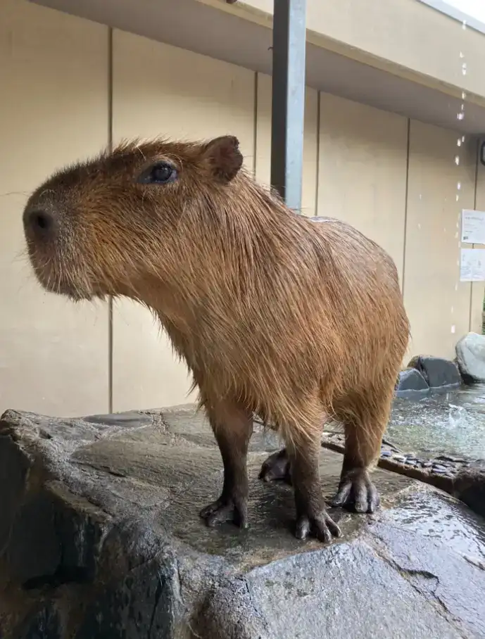 Japan to hold 10th annual Capybara watermelon eating contest