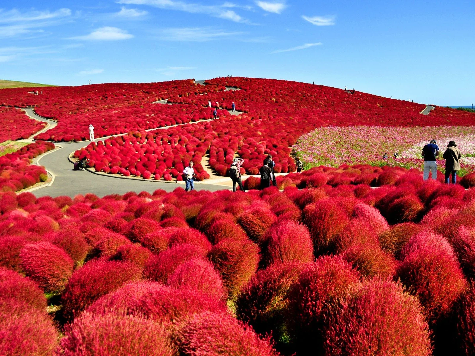 Hitachi Seaside Park, Oarai Isosaki Shrine, & Pear Picking Day Tour: A ...