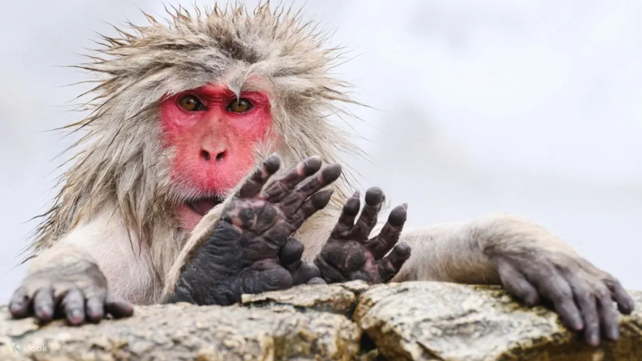 Jigokudani Monkey Park & Zenkoji Temple Private Day Trip: See Snow ...